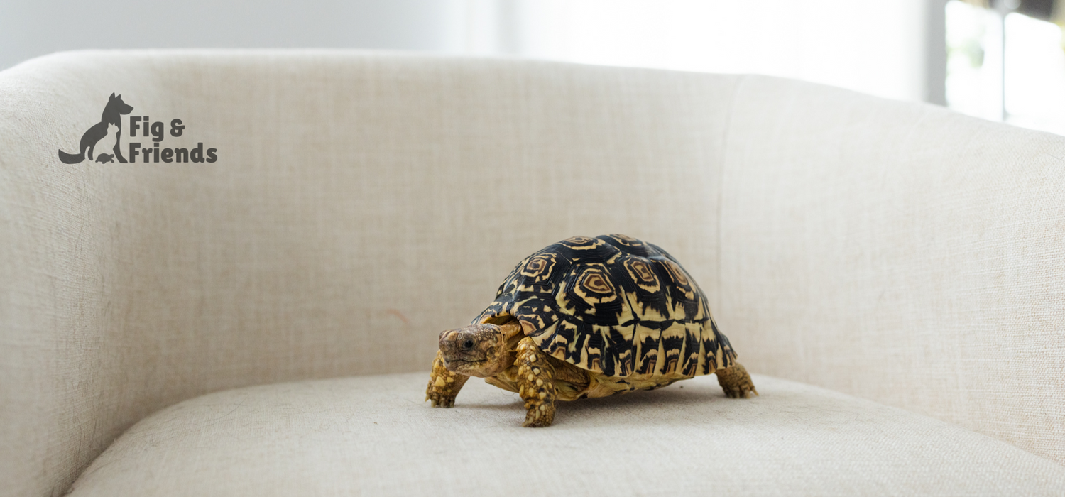 Fig & Friends – Fig & Friends